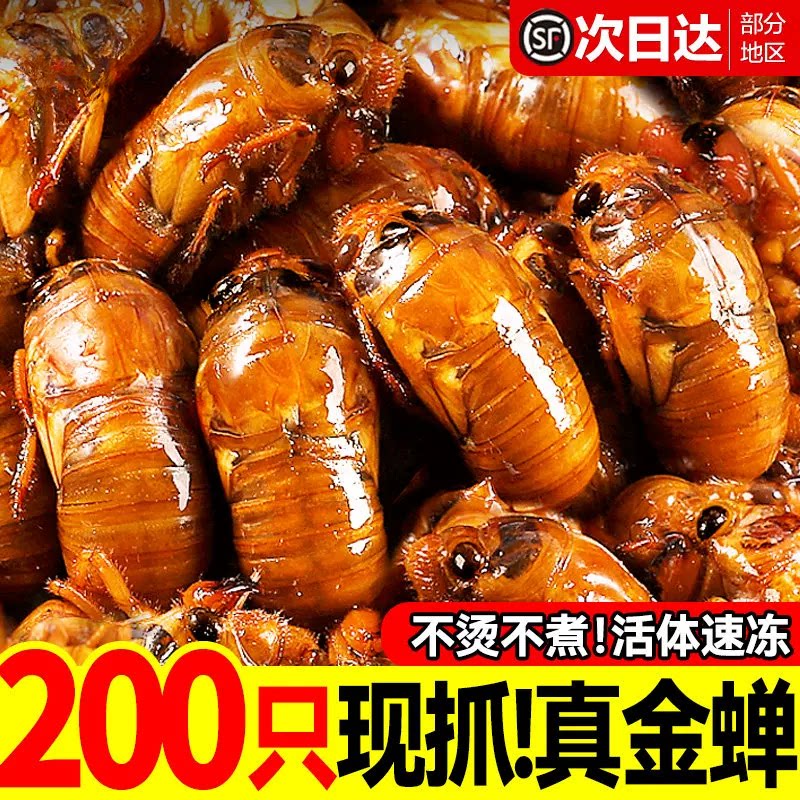 2026野生金蝉知了猴爬叉猴大号冷冻禽肉类预制菜速冻新鲜水煮保存