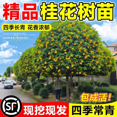 桂花树苗庭院地栽金桂四季桂盆栽