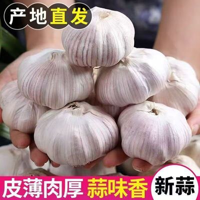 河南干大蒜头手工挑选直发大蒜