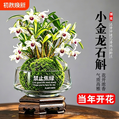 水培苔藓球石斛兰盆栽七彩香水花苗室内懒人好养名贵花卉绿植开花