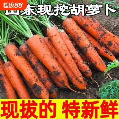 正宗胡萝卜新鲜现挖蔬菜带泥胡萝卜生吃脆甜农家自种胡萝卜整箱