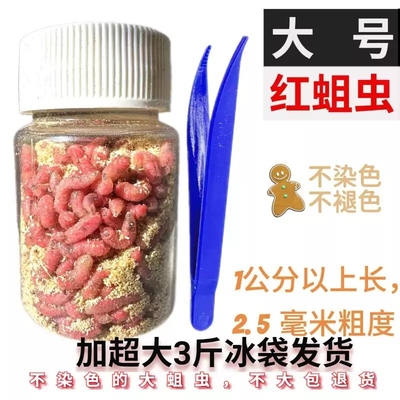 鲜活特大红蛆虫活饵红虫钓鱼用蛆虫大活虫饵活蛆溪流野钓白蛆鲫鱼