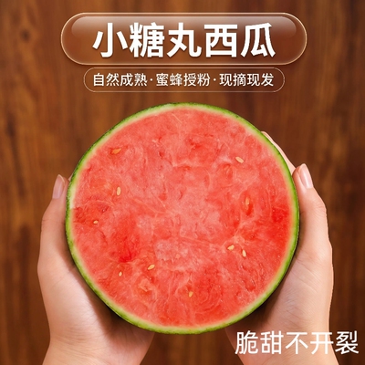 糖丸迷你小西瓜薄皮高甜新鲜现发手撕2K西瓜当季水果冰淇淋现摘