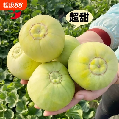 正宗日本冰糖甜宝甜瓜种子老品质