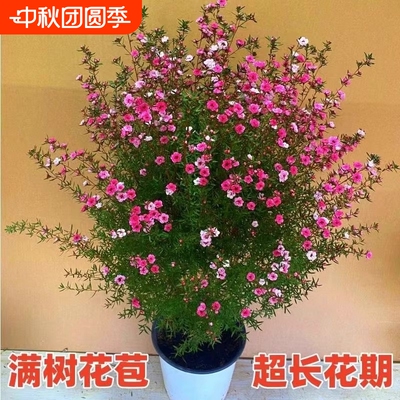 松红梅盆栽带花苞澳洲雪梅花室内花卉阳台秋冬季客厅庭院