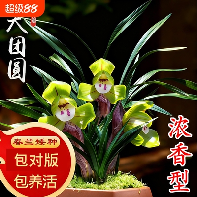 春兰冬带花苞名贵兰花苗矮种好养室内花卉绿植盆栽大富贵办公桌