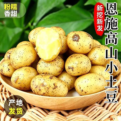 2026恩施小土豆新鲜湖北高山农家黄心土豆迷你马铃薯洋芋蔬菜