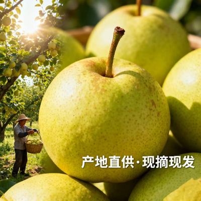 新鲜皇冠梨润喉送礼 坏果包赔梨子当季现摘脆甜多汁非砀山梨雪梨