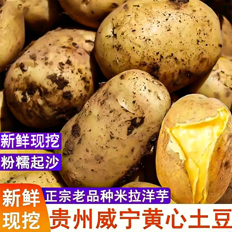 2026年贵州威宁新鲜黄皮黄心土豆沙面洋芋高山马铃薯农家自种蔬菜