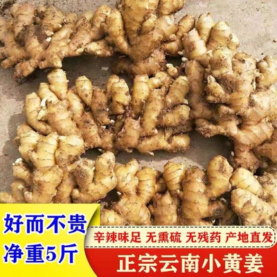 云南山地小黄姜种老姜生姜整箱农家小黄姜种月子姜土姜农家姜子姜