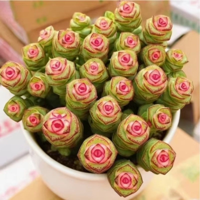 红心钱串锦多头盆栽群生大盆家养植物钱串子办公室内绿植花卉阳台