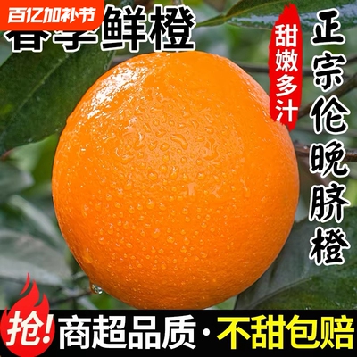 正宗伦晚脐橙春橙秭归橙子当季新鲜水果整箱手剥果冻甜榨汁大果
