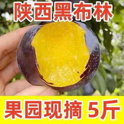 新鲜现摘陕西黑布林李子黄心孕妇新鲜应季水果水果紫皮李子特大果