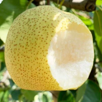 正宗砀山酥梨新鲜水果梨子当季新鲜发脆甜多汁包邮