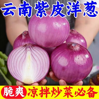 应季新鲜紫皮洋葱脆嫩多汁圆葱洋葱蔬菜红皮特产农家元葱