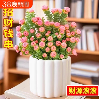 彩色钱串锦多肉植物室内新手