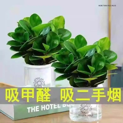 碧玉盆栽室内绿植盆景豆瓣绿美观客厅桌面绿植四季净化空气多绿植