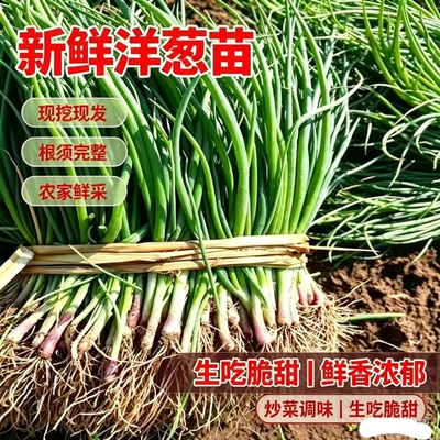【越冬洋葱苗鲜苗】紫皮水果洋葱苗秧苗红皮黄皮种植苗圆葱头栽种