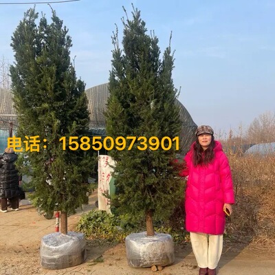 带果曼地亚红豆杉大树苗盆景大盆景老桩室外庭院地栽耐寒结果绿植