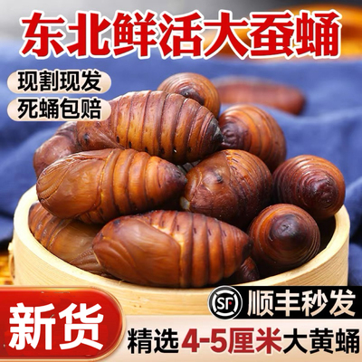 东北大蚕蛹大黄蛹王A级特大黄蛹鲜活茧蛹蝉蛹新鲜柞蚕蛹顺丰包邮