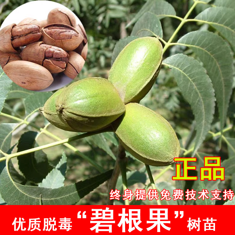 美国碧根果核桃树苗波尼长寿果核桃苗盆栽地载南北方种植当年结果