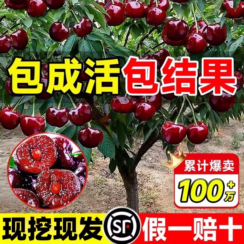 正宗车厘子树苗大樱桃树苗果树果苗嫁接矮化盆栽水果树南方北种植