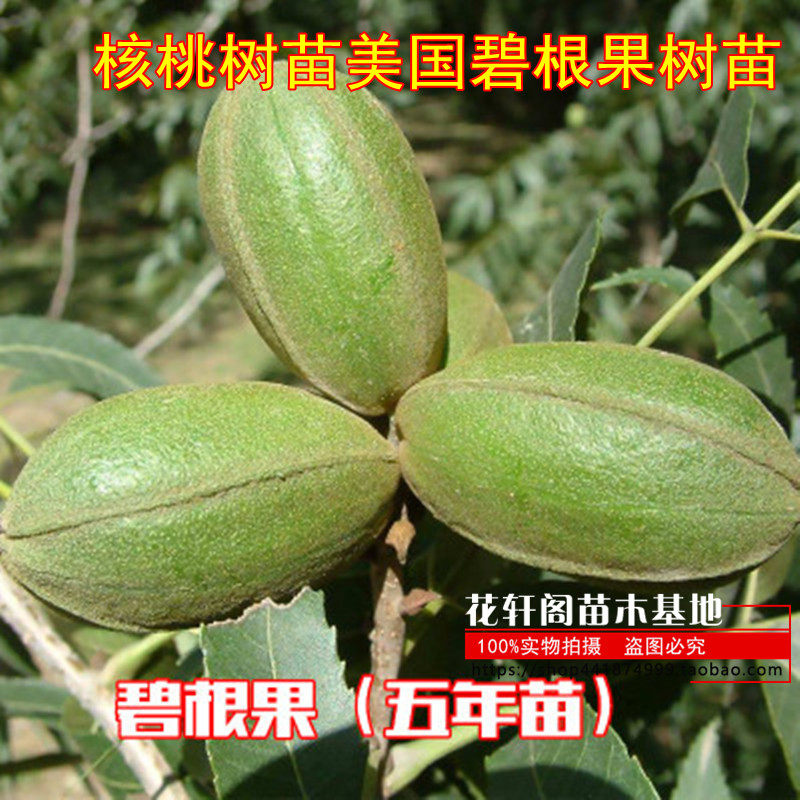 核桃树苗美国碧根果树苗嫁接苗长寿果当年结果南方北方种植盆栽