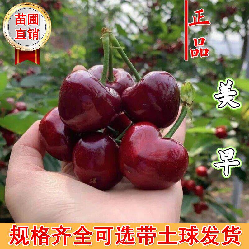 美早大樱桃苗嫁接梅枣车厘子树苗盆栽地栽特大大樱桃树苖南北方种