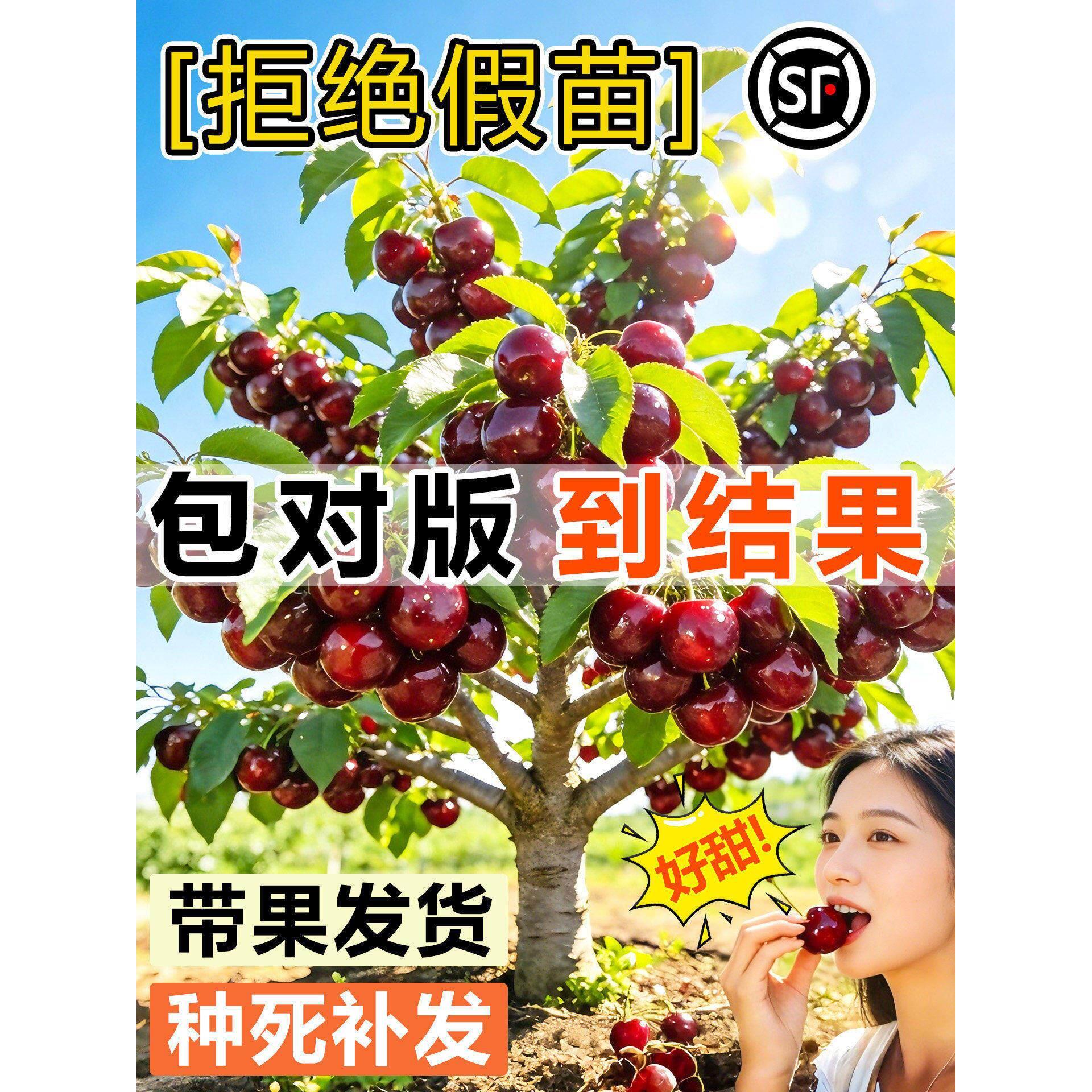正宗车厘子树苗大樱桃果树果苗嫁接矮化庭院地盆栽水果南北方种植