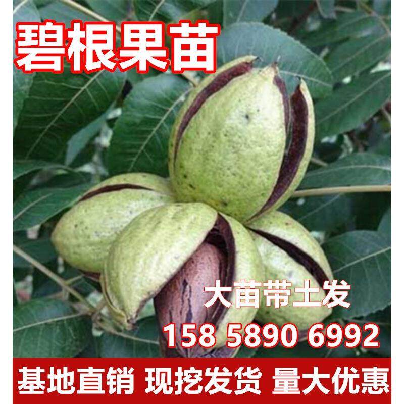碧根果树果苗南北方庭院地栽美国山核桃阳台盆栽嫁接长寿当年结果
