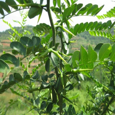 小苗皂角树皂角树小苗包邮