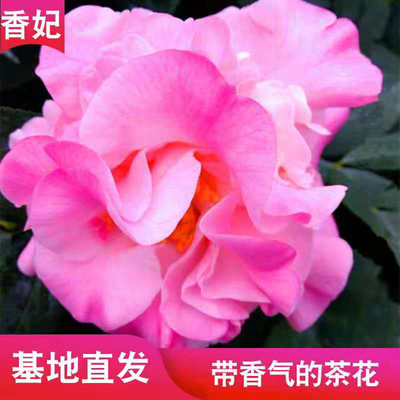 绿植树苗阳台好养易活茶花盆栽