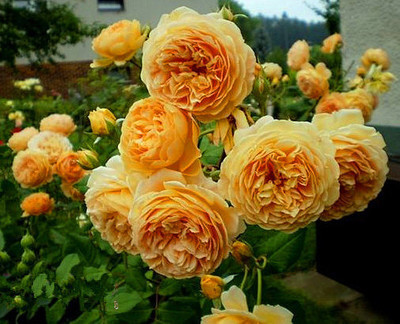 魔力光辉/莫林纽克斯 灌木月季大花四季开花庭院盆栽花卉