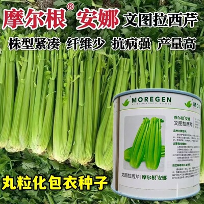 摩尔根安娜丸粒化包衣文图拉西芹种子孑中早熟腹沟浅纤维少产量高
