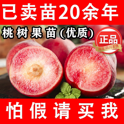 【该商品100%正宗】桃子树苗