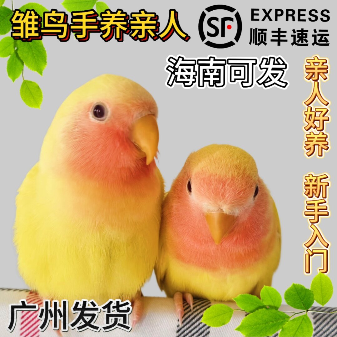 半毛手养牡丹雏鸟鹦鹉活鸟黄桃绿桃家养亲人宠物鸟幼鸟