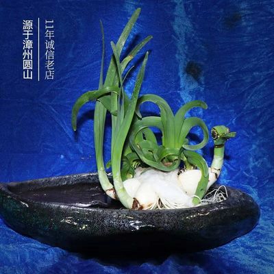 雕刻水仙花造型艺术学生参赛动物漳州水仙花种球盆栽水培土养新年