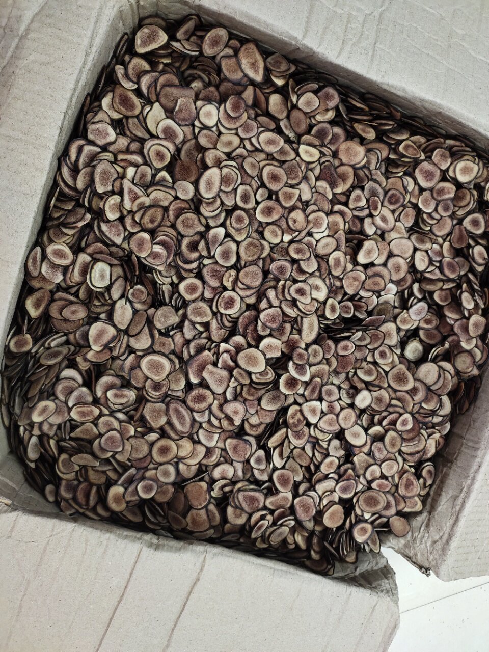 梅花鹿鹿茸片鹿茸血片干片角片正品泡酒料药材滋补整枝片20克