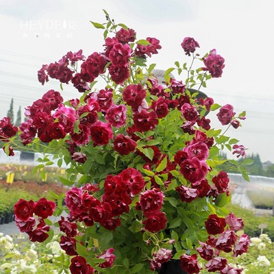 葡萄冰山灌木月季花小苗可做藤本 植物花卉盆栽酒红色月季