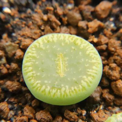 5.14更新 特选大窗绿光阳 光阳玉多肉植物番杏科 生石花一物一拍