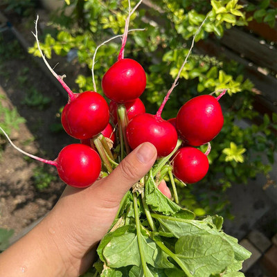 Wholesale various lawn seeds that are easy to grow