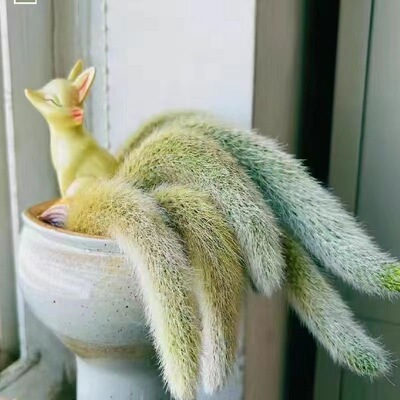 Wholesale succulent plant - Nine-tailed Fox