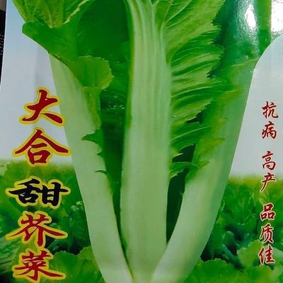 甜芥菜种子芥菜蔬菜种子四季秋播芥菜种子叶子青菜种子甜芥菜