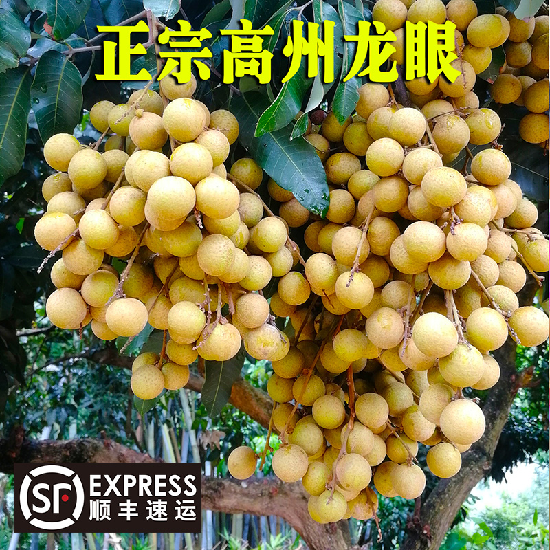 高州当季新鲜桂圆龙眼现摘现发石硖储良精选大果现摘现发包邮