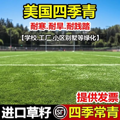 庭院别墅进口四季青种子耐寒公园