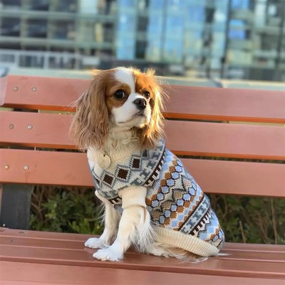 保暖博美犬吉娃娃冬季小体犬公主风2025小狗狗的漂亮衣服ins风