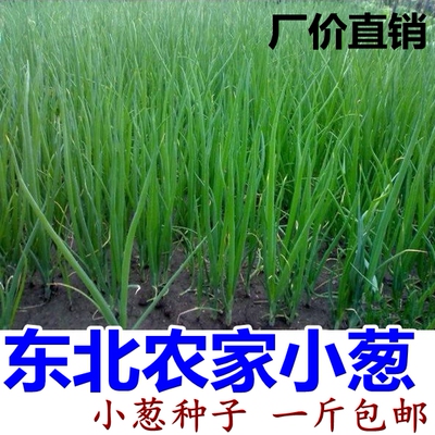 小葱蔬菜种子阳台种四季东北特产