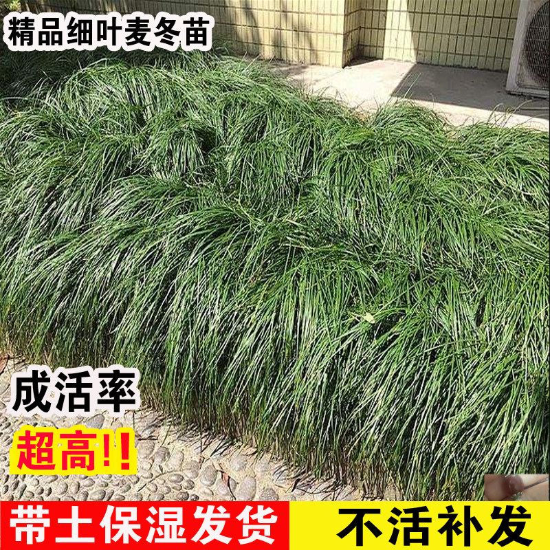 细叶麦冬草庭院绿化耐阴耐寒观赏草坪植物沿阶草四季常青玉龙草