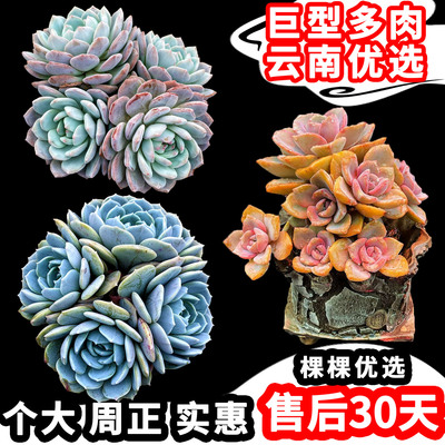 云南巨型多肉植物大棵好养包邮