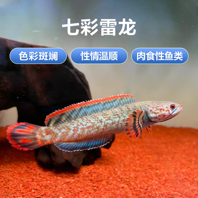 七彩雷龙鱼热带小型观赏雷龙